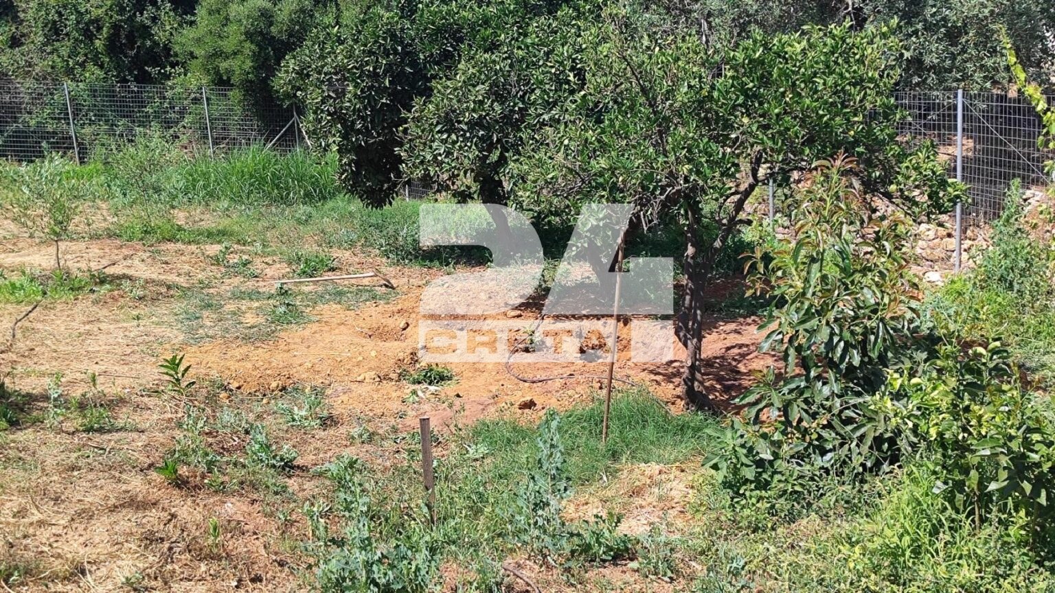 Δολοφονία Σταυρούλας Λεβεντάκη: Αυτό είναι το χωράφι που βρέθηκε ...